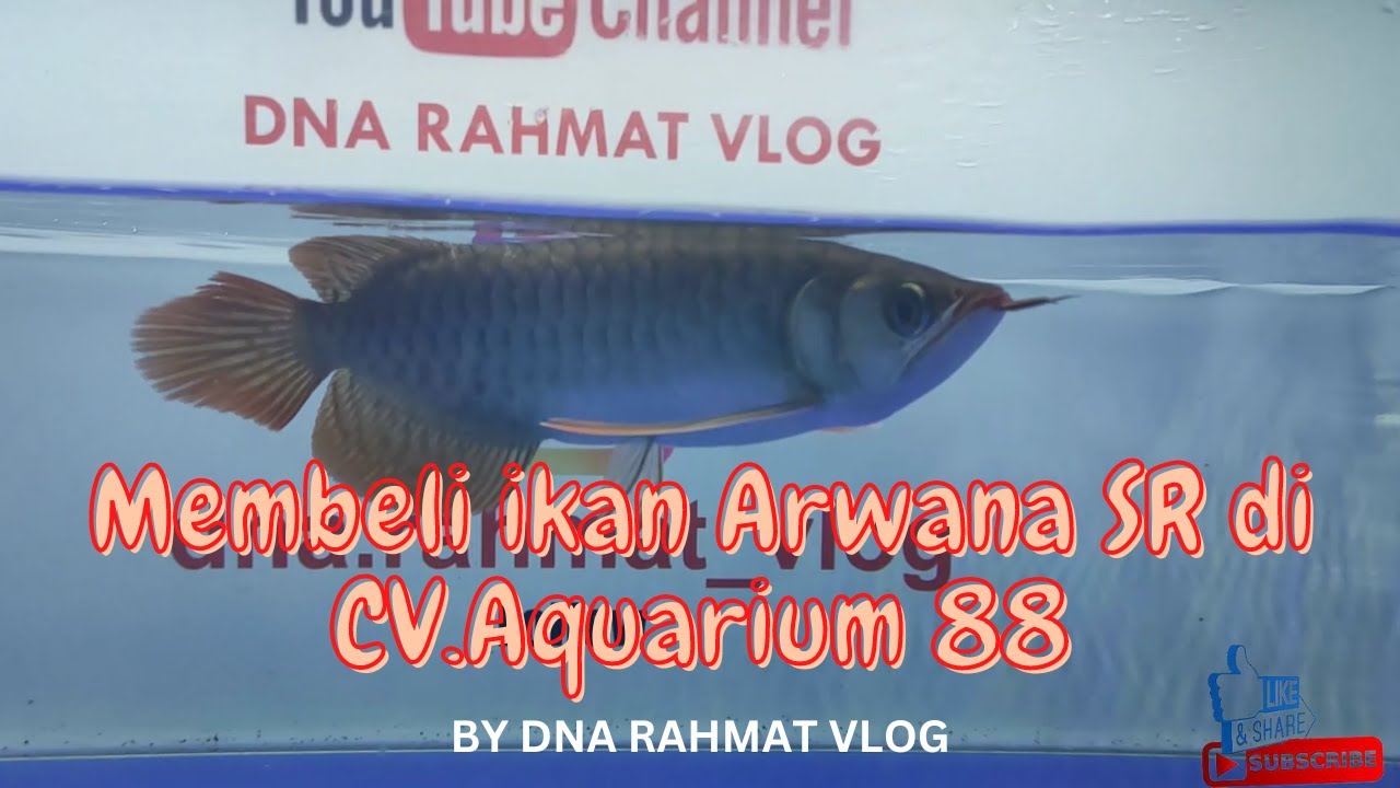 Membeli ikan Arwana SR di CV.Aquarium 88 - YouTube