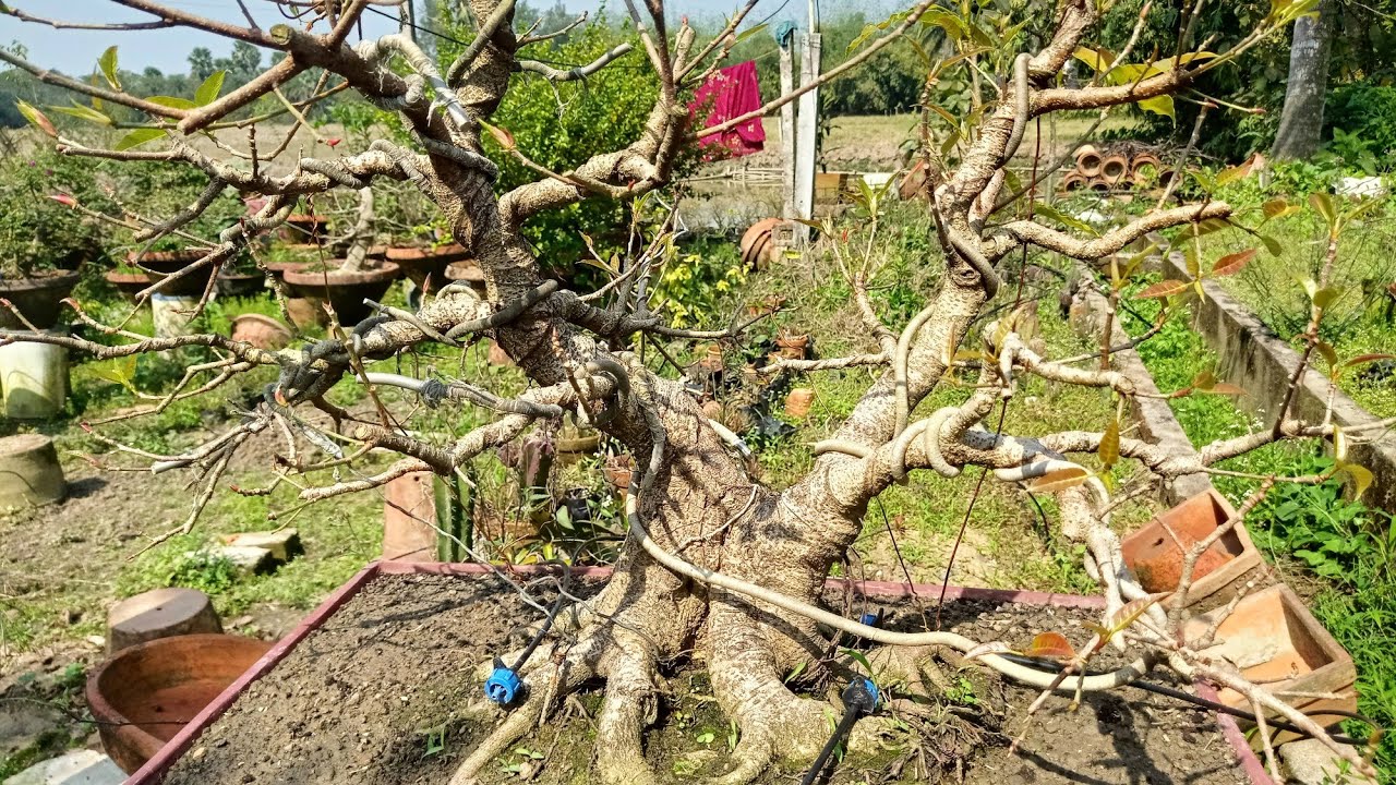 how to care of bonsi plant||how to grow bonsi plants||how to grow bonsi ...