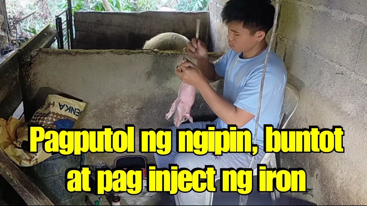 PAGPUTOL NG NGIPIN, PAG INJECT NG IRON AT PAGPUTOL NG BUNTOT NG MGA ...