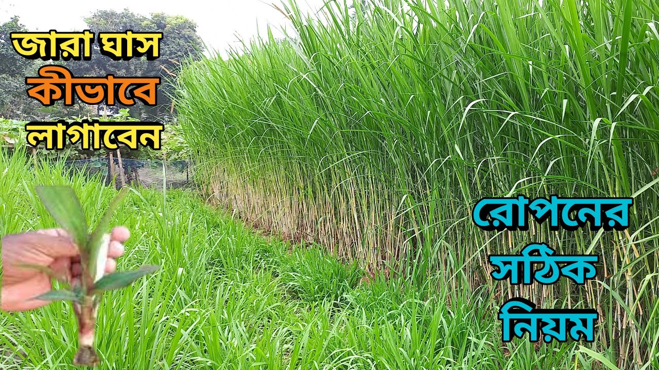 জারা ঘাস কীভাবে চাষ করবেন? গরুর খাদ্য খরচ কমিয়ে ফেলুন | ঘাস চাষ ভিন্ন ...