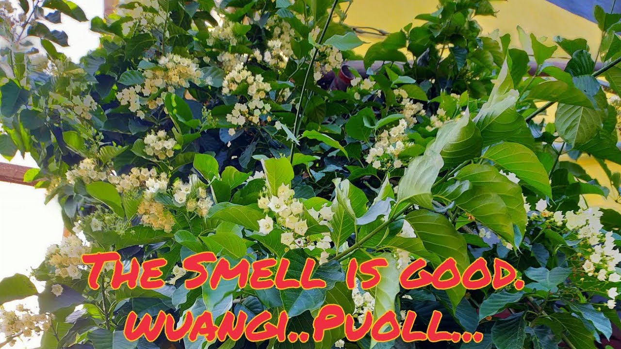 Semerbak harum Melati Pandan/Kesidang/Vallaris glabra - YouTube