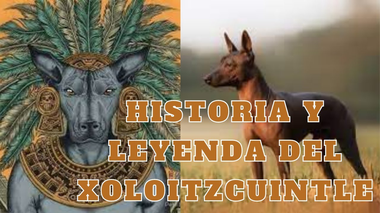 XOLOITZCUINTLE, el legendario e histórico PERRO AZTECA 🐾# ...