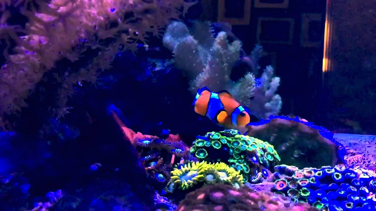 Nemo reef tank 2015 - YouTube
