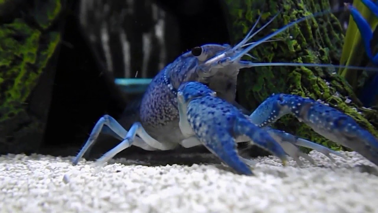 The Everglades Crayfish (Procambarus alleni) - YouTube