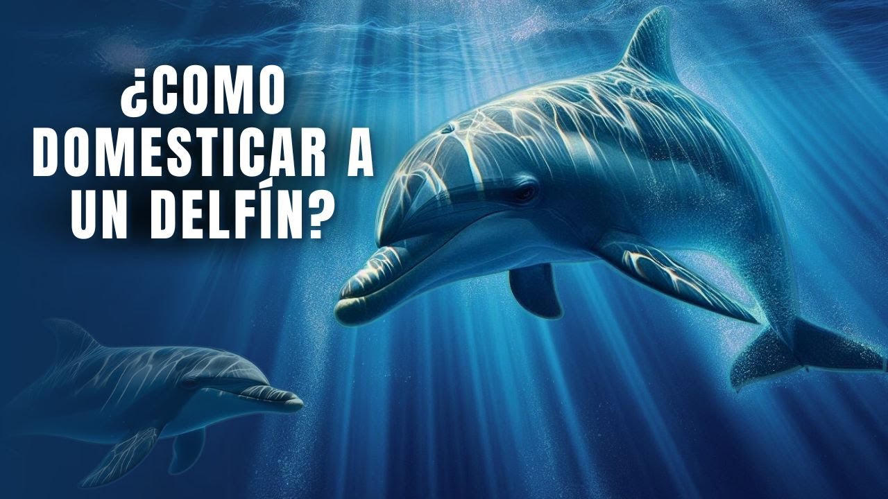 DELFINES ¿Son REALMENTE INTELIGENTES? - YouTube