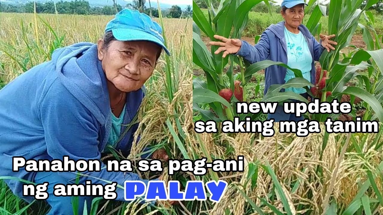 ANIHAN NA NG PALAY - BAGONG UPDATE SA MGA TANIM KO MALAPIT SA PALAYAN ...