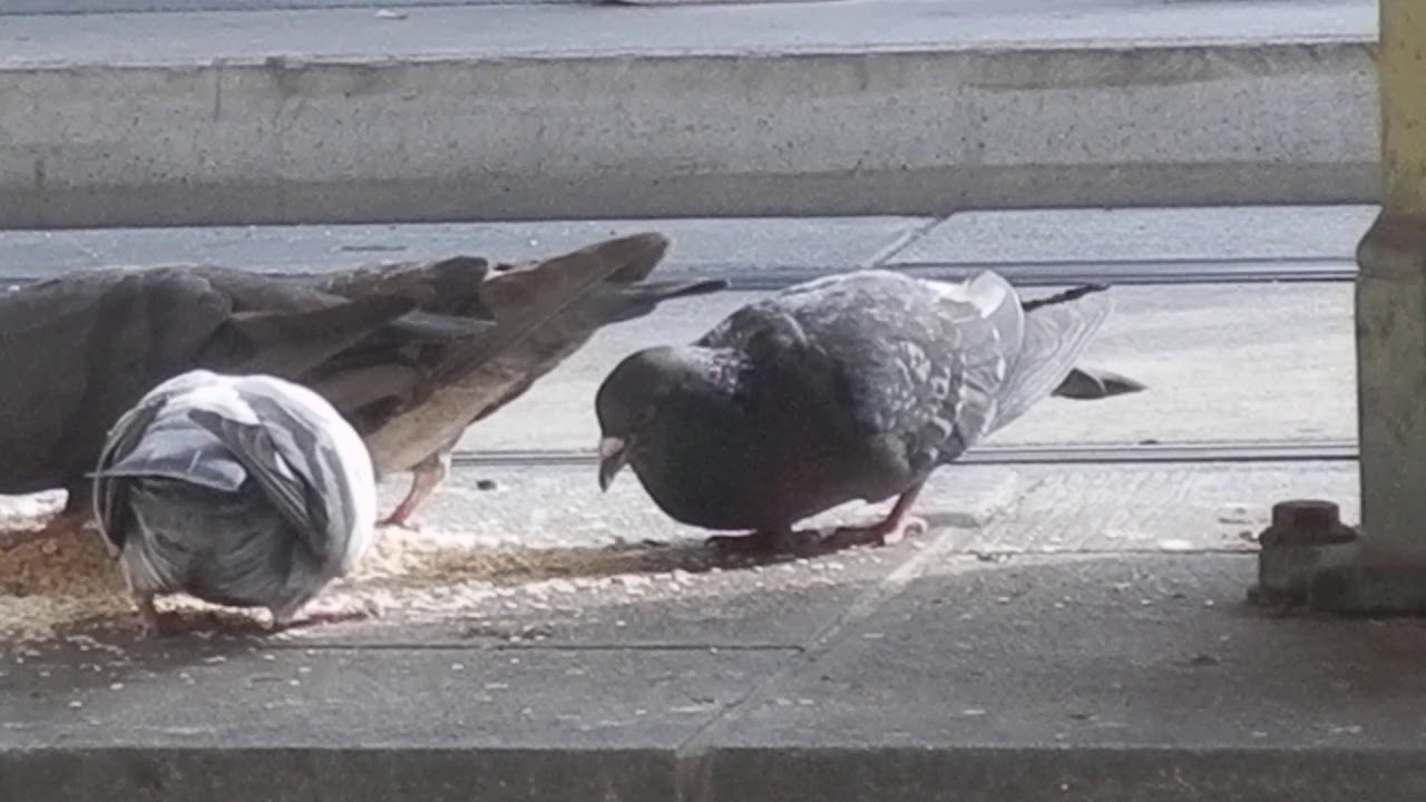 Pigeons of Vienna - YouTube