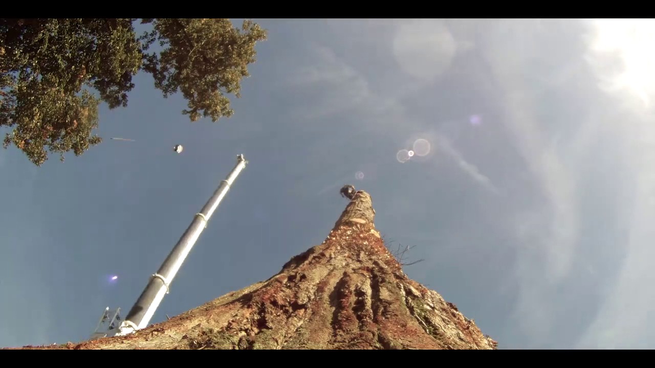 Devon Tree Services (Arb Approved Contractor) Buckfast Abbey Giant ...