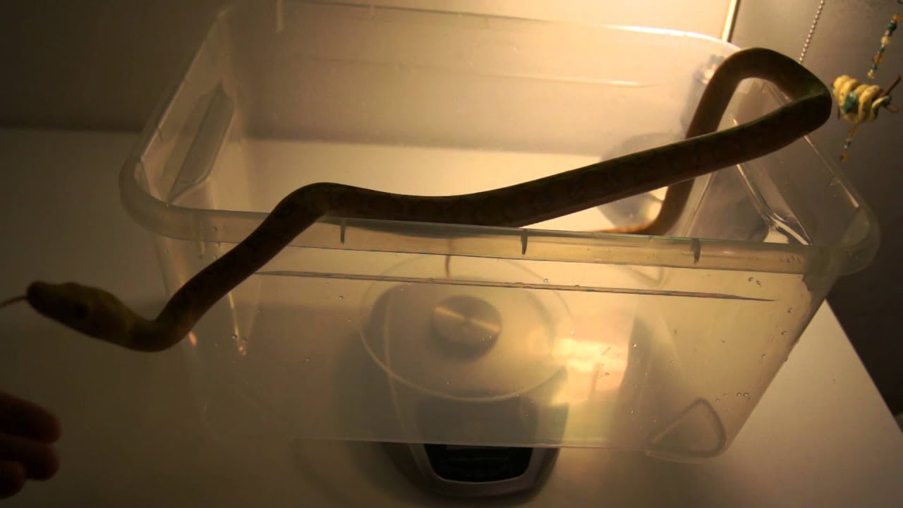 Super dwarf purple albino het. anery(snow) reticulated python - YouTube