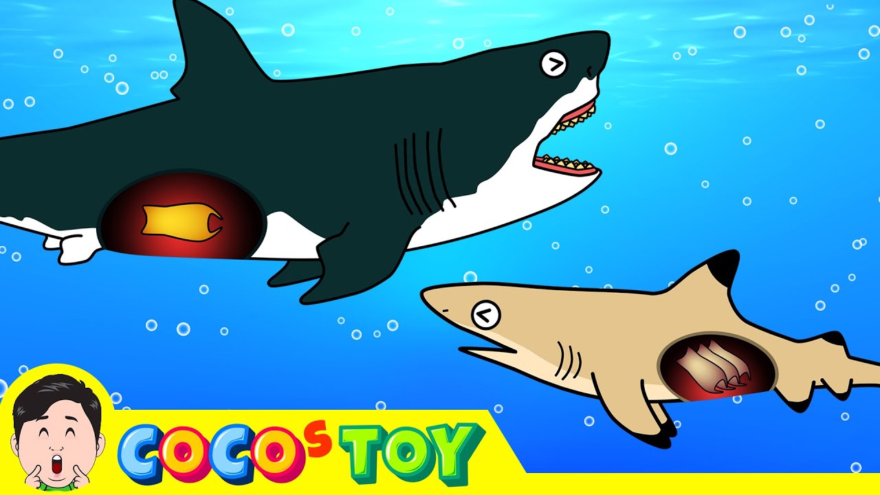 The blacktip shark raised megalodon eggㅣwhales & sharks for kidsㅣ ...