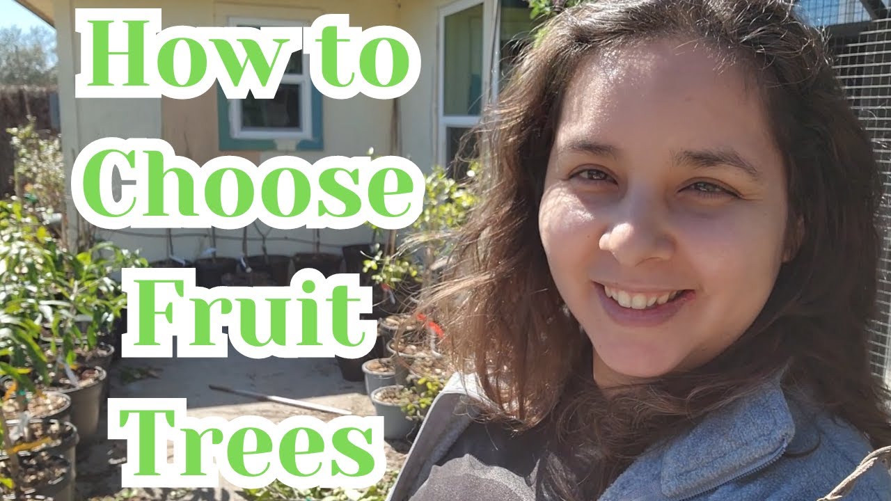 The time to buy FRUIT TREES is NOW! Why you should grow them, and how ...