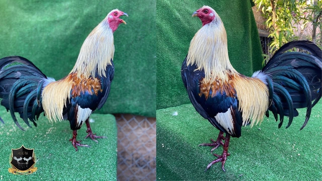 Gallo Jiro Clement Cemental - YouTube