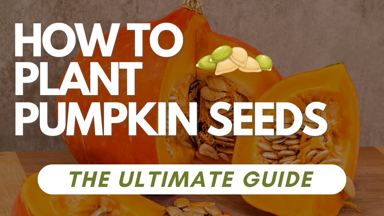 How To Plant Pumpkin Seeds The Ultimate Guide YouTube how-to-plant-pumpkin-seeds-the-ultimate-guide-youtube