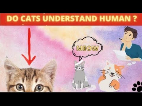 Do cats understand words? - YouTube
