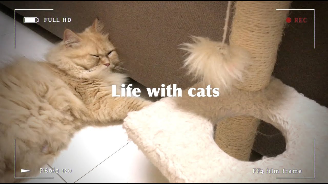Life with cats | daily routine with 9 cats and kittens at home - YouTube