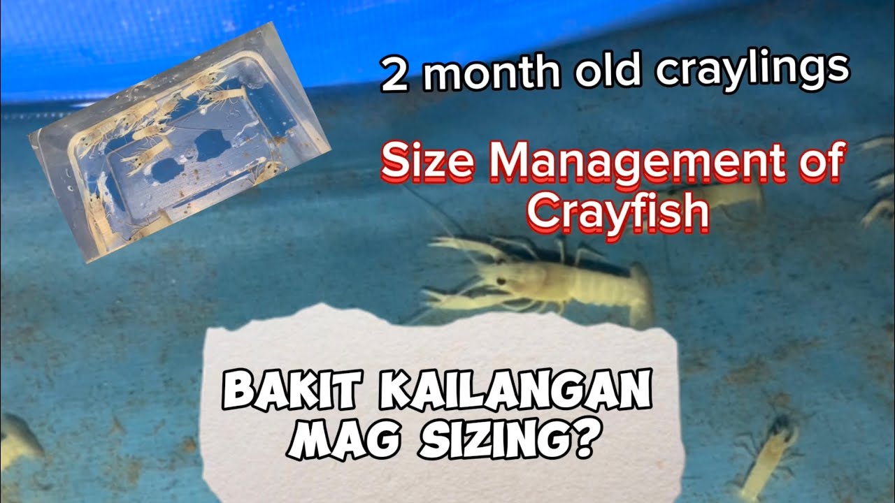 TWO MONTH OLD CRAYLINGS | KAHALAGAHAN NG PAG SIZING | ARCUATICS - YouTube