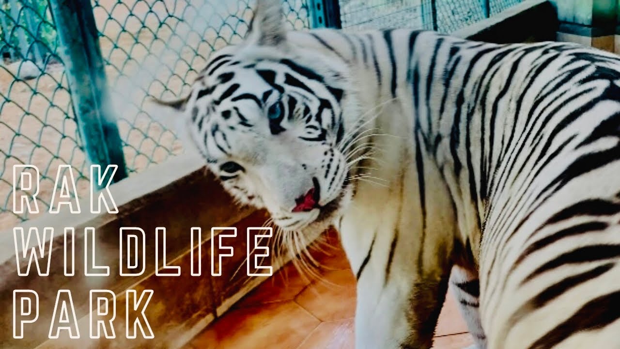 RAK Zoo | Ras al khaimah wild life park | Jasim’s wildlife park , RAK ...