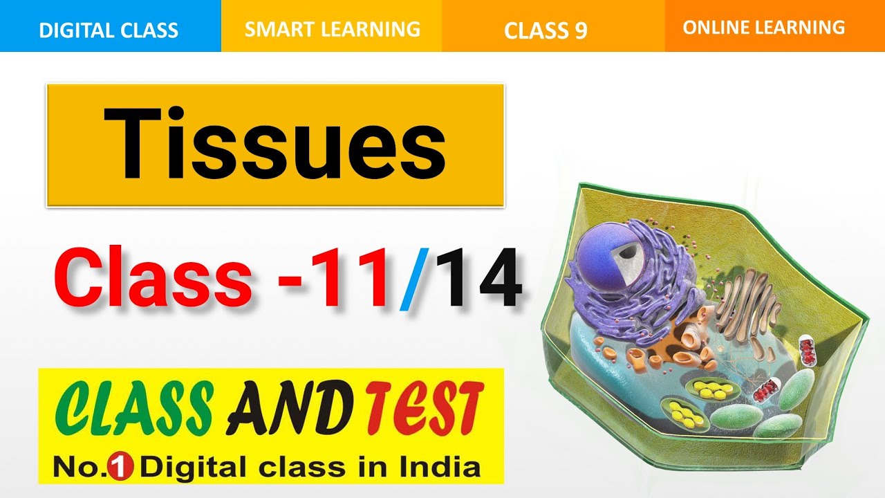 TISSUES CLASS 9 CBSE L-11 || COMPLETE BOOK STUDY || CBSE [ Online ...