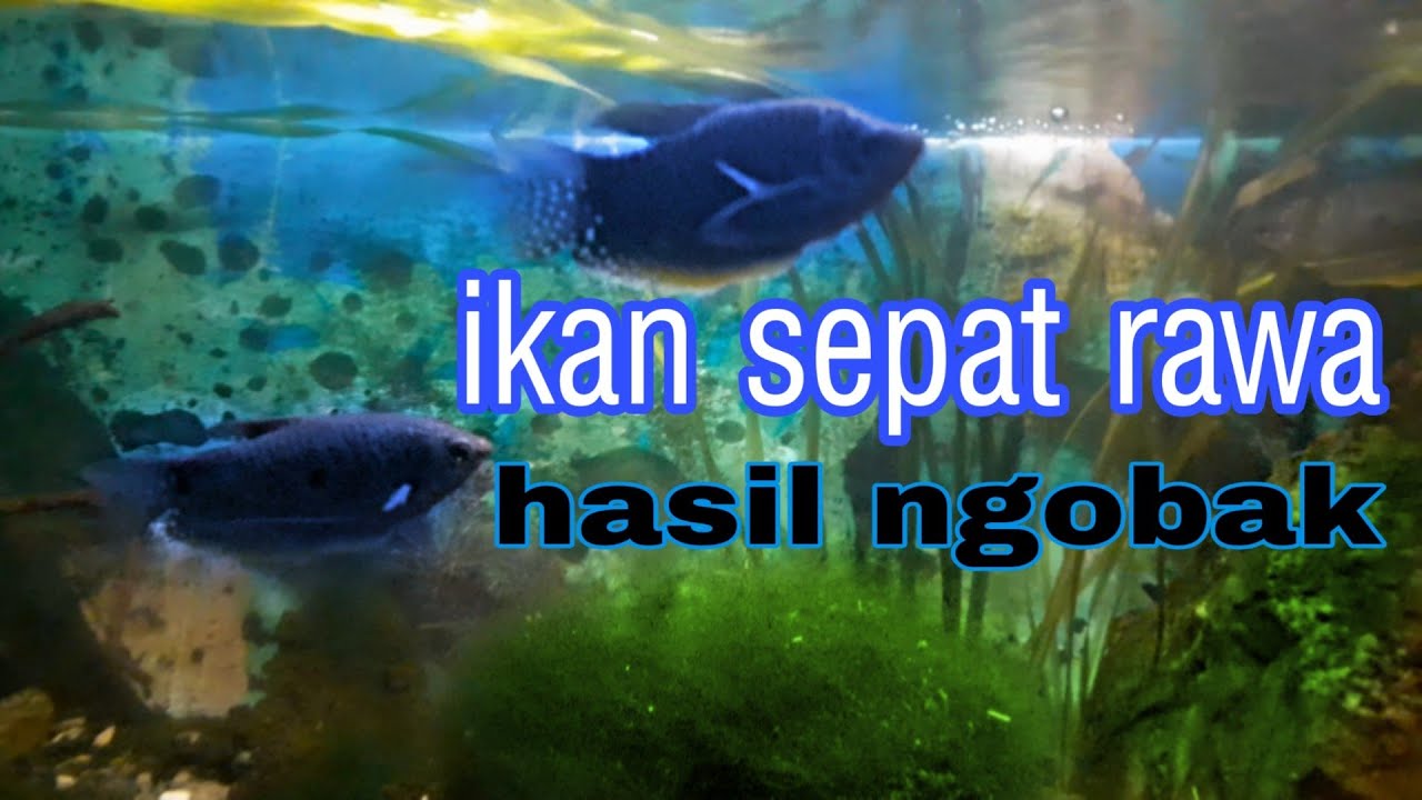IKAN SEPAT RAWA BAGUS JUGA UNTUK HIASAN AQUASCAPE ⁉️ - YouTube