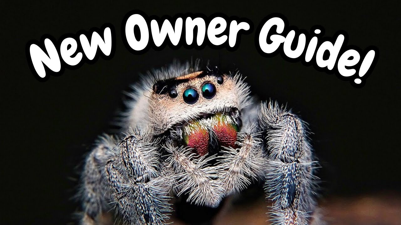Jumping Spider New Owner Guide | Tips For New Jumping Spider Pets ...