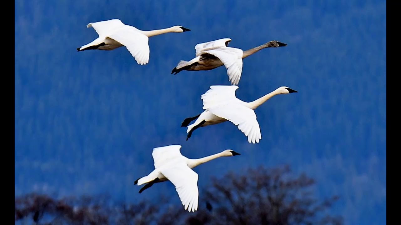 Samish Flats Swan Song 1 21 2019 Medium - YouTube