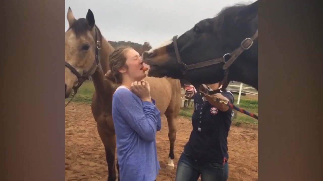 Funny Videos ¦ Funny Situations when Come close a Stubborn Horse ¦🤣😂 ...