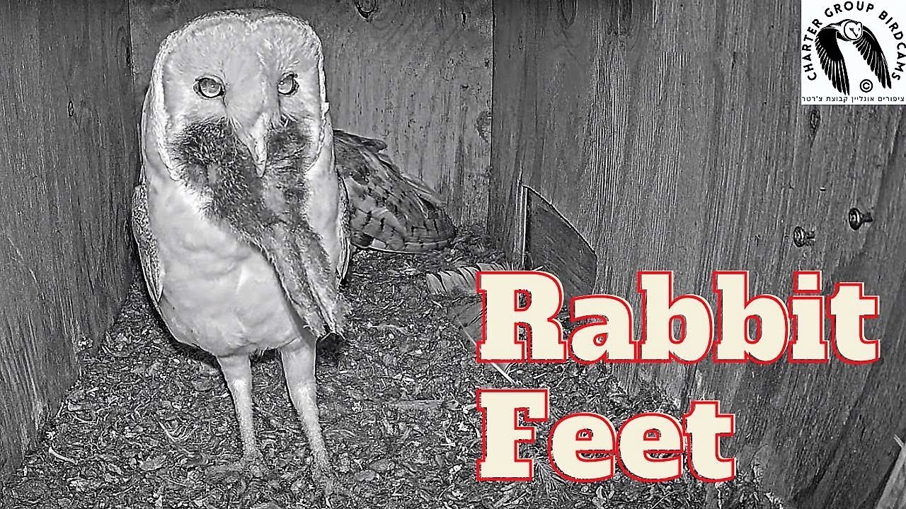 For This Owl, Swallowing Half A Rabbit Is Easier Said Than Done! - YouTube