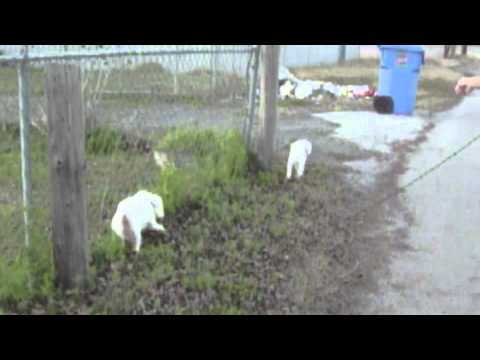 Piedmont AL poodles peeing - YouTube