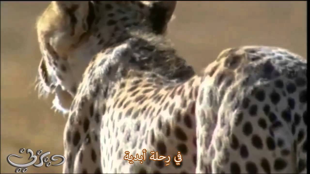 دائرة الحياة 2003 جالا الحديدي / The circle of life by Gala El Hadidi ...