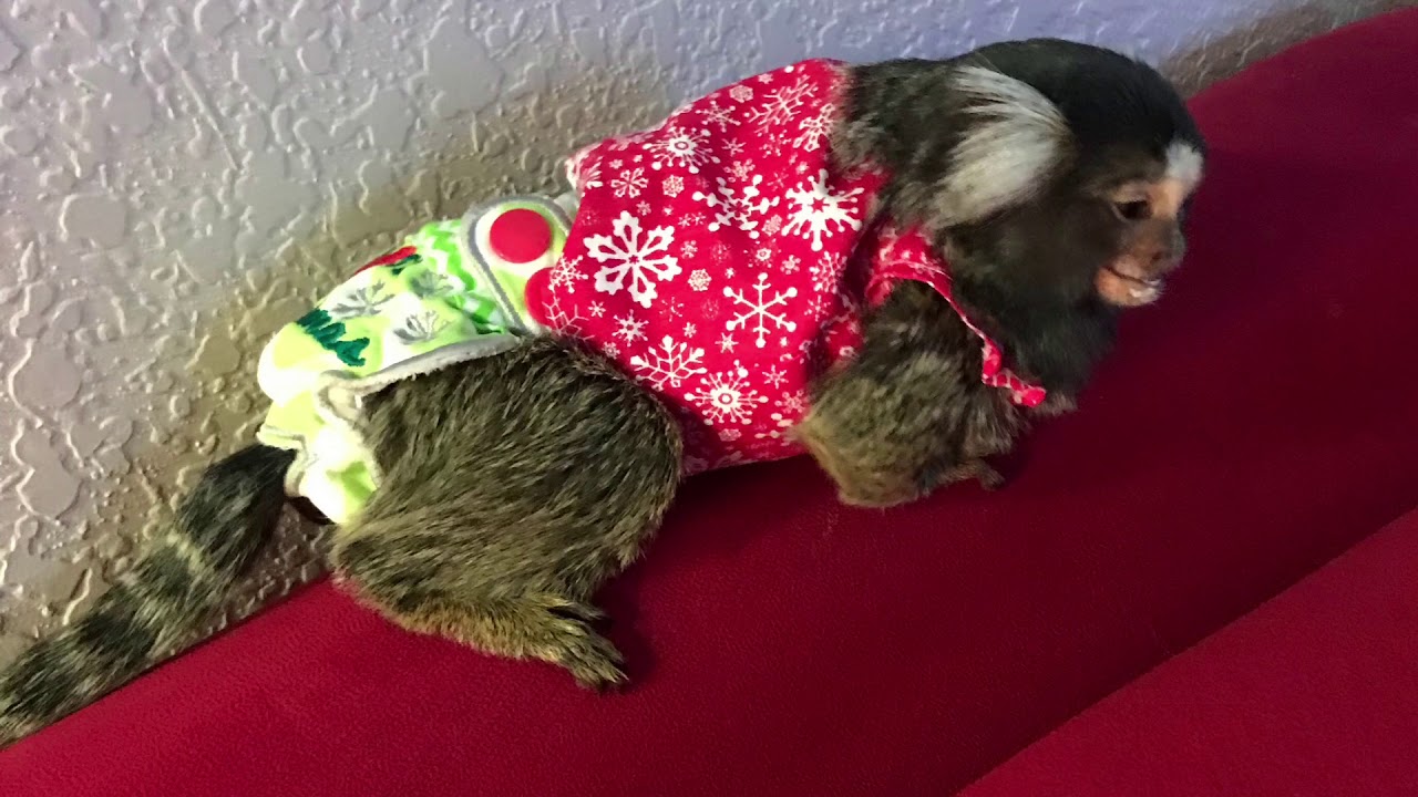 Dress Up with Milo - YouTube