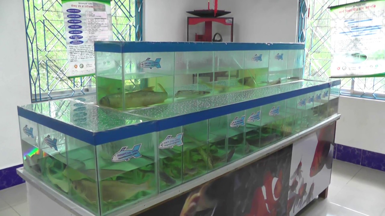 Akashlina Fish Museum Satkhira Bangladesh Sundarban . Fish Museum in ...