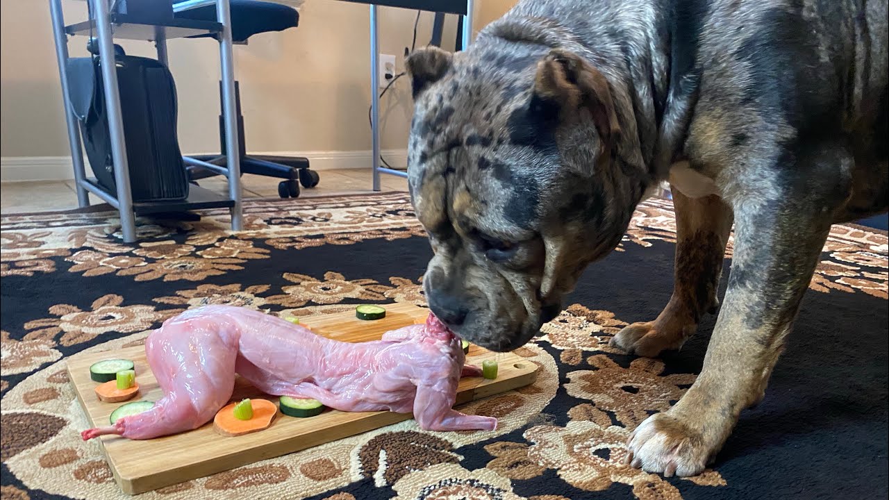 Live Raw feeding. How to feed a raw rabbit to your dog - YouTube