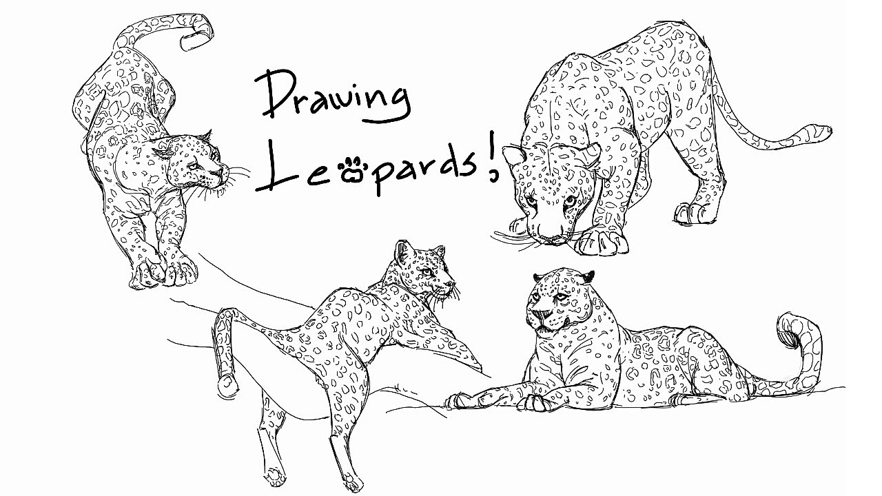 Drawing Leopard in multiple angles | animals | Krita - YouTube