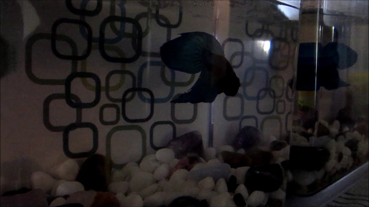 BETTA FISH SEES REFLECTION - MIRROR - FISH SCIENCE 101 - YouTube