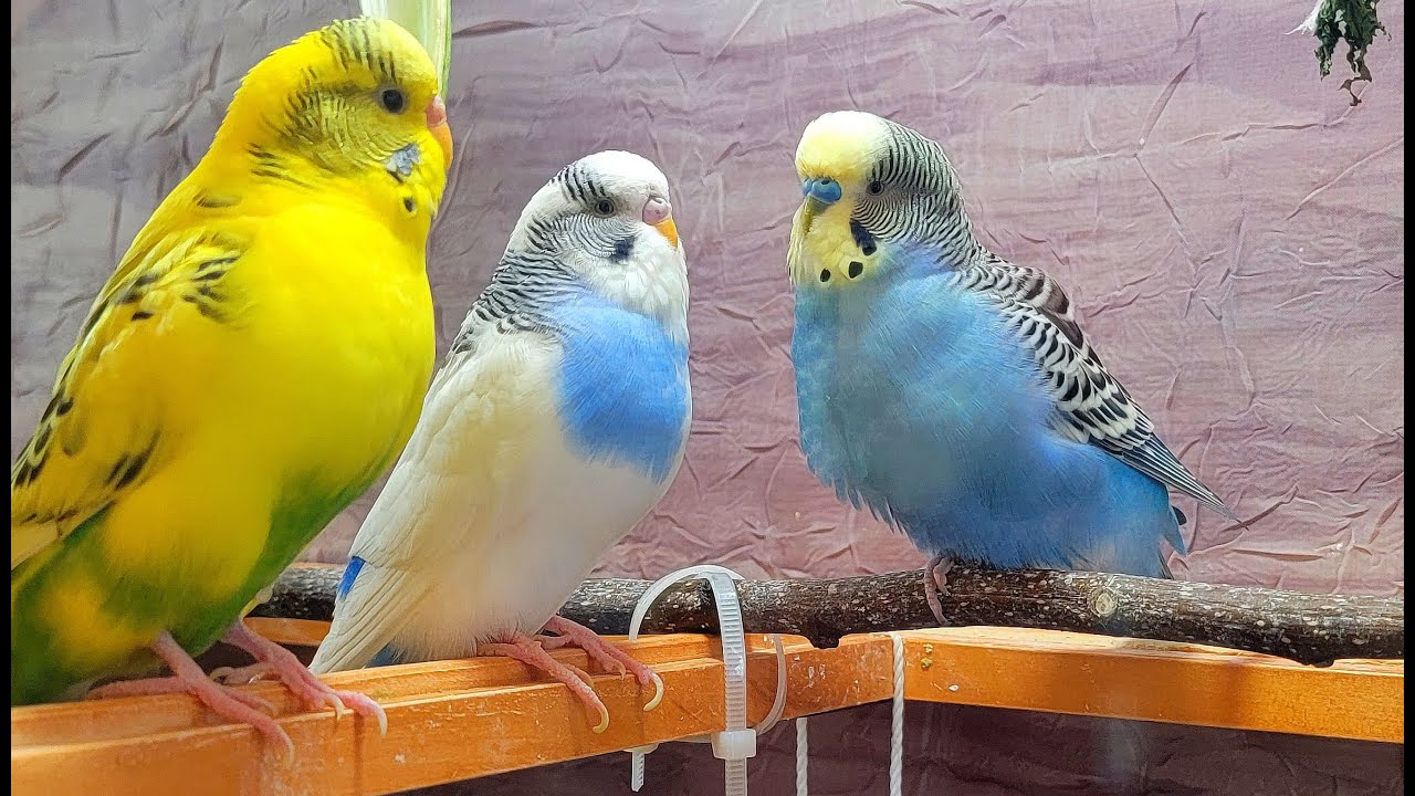 8 Hr Chirping & Happy Life of Parakeet Budgies Birds, Reduce Stress of ...