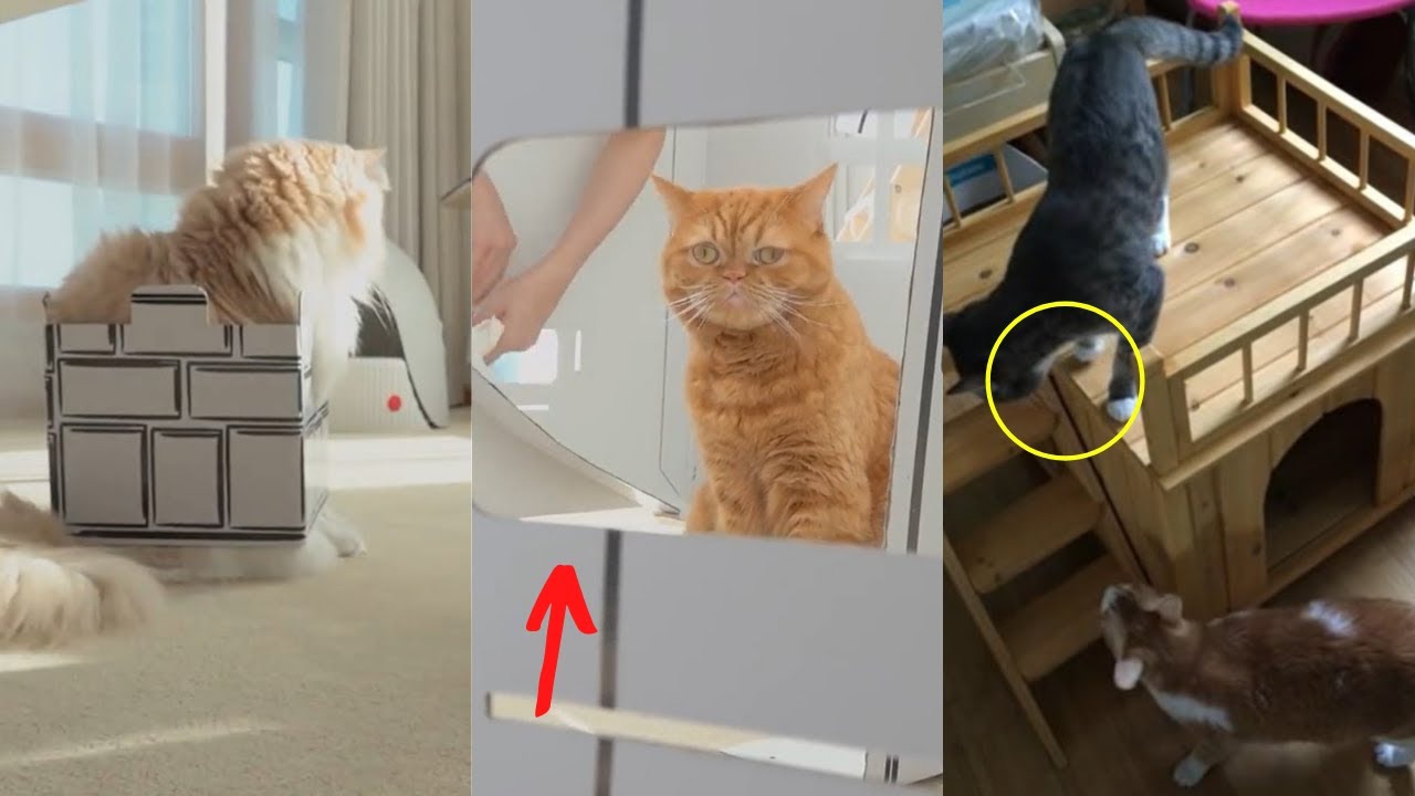 3 IDE RUMAH KUCING YANG PALING DISUKAI DAN BIKIN BETAH - YouTube