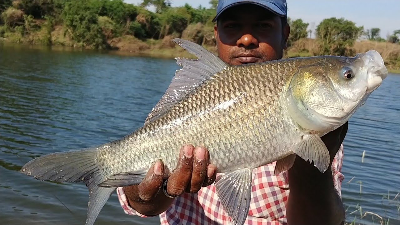 Best fish catching | Katla fish | Rohu Fish | Tilapia Fish | Catla fish ...