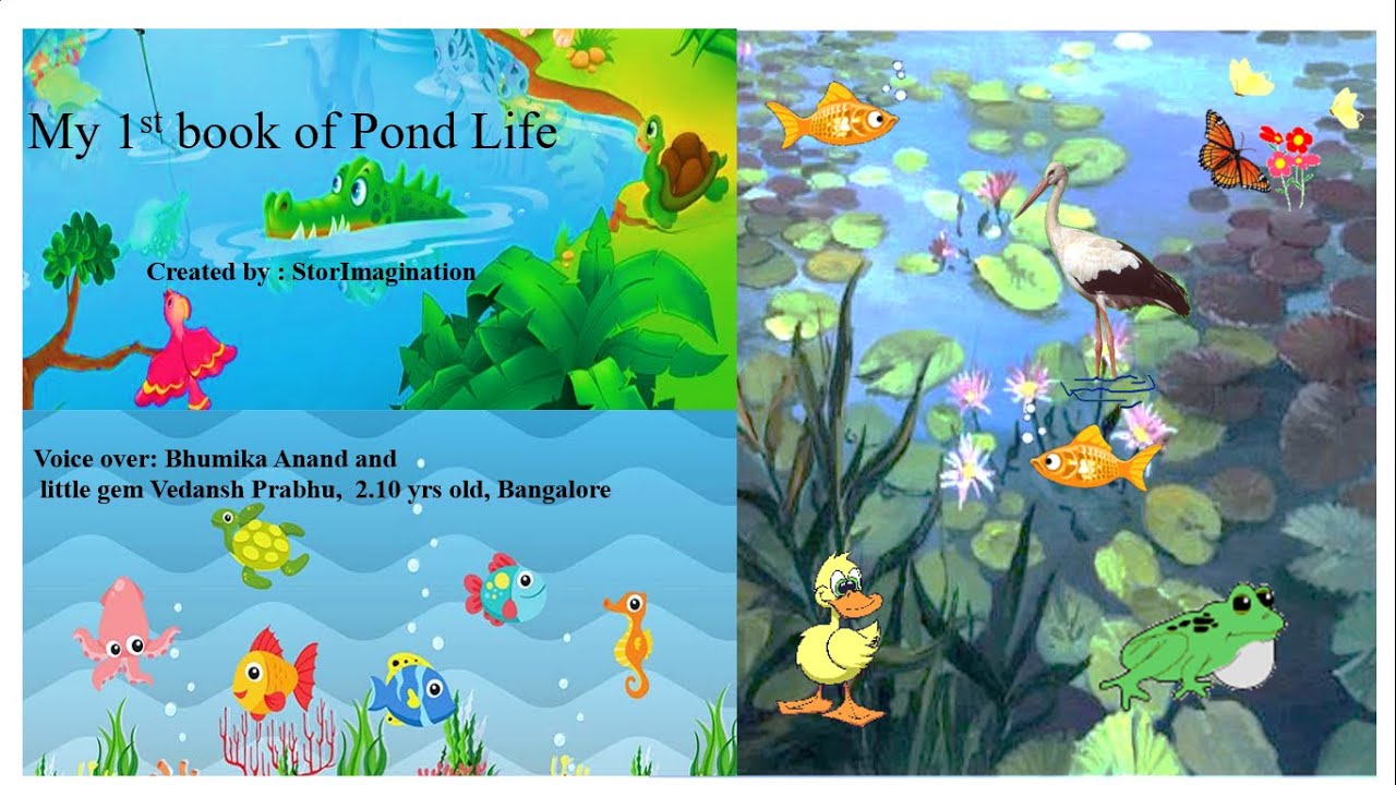 My 1st book of Pond life - Picture book for emergent reader. - YouTube