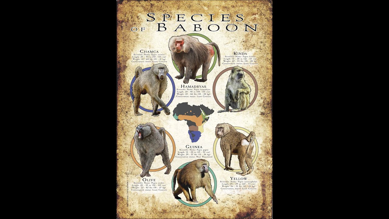 Six Species of Baboons - YouTube