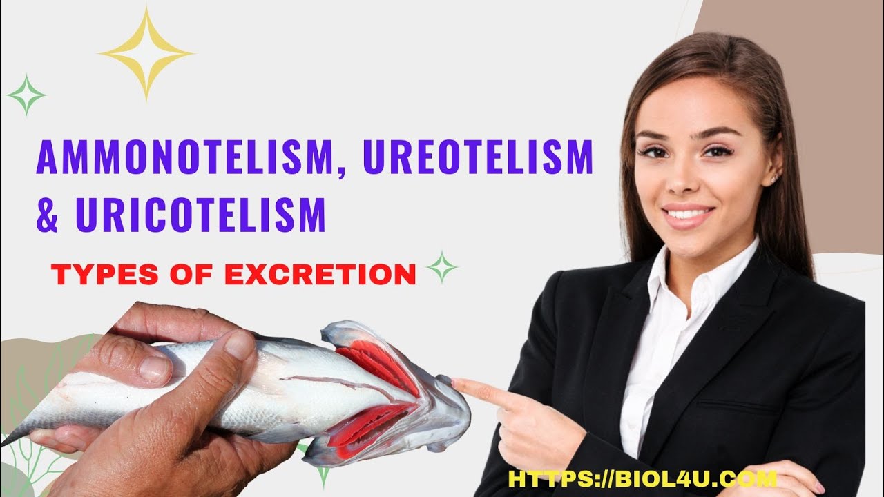 Ammonotelism, ureotelism and uricotelism - YouTube