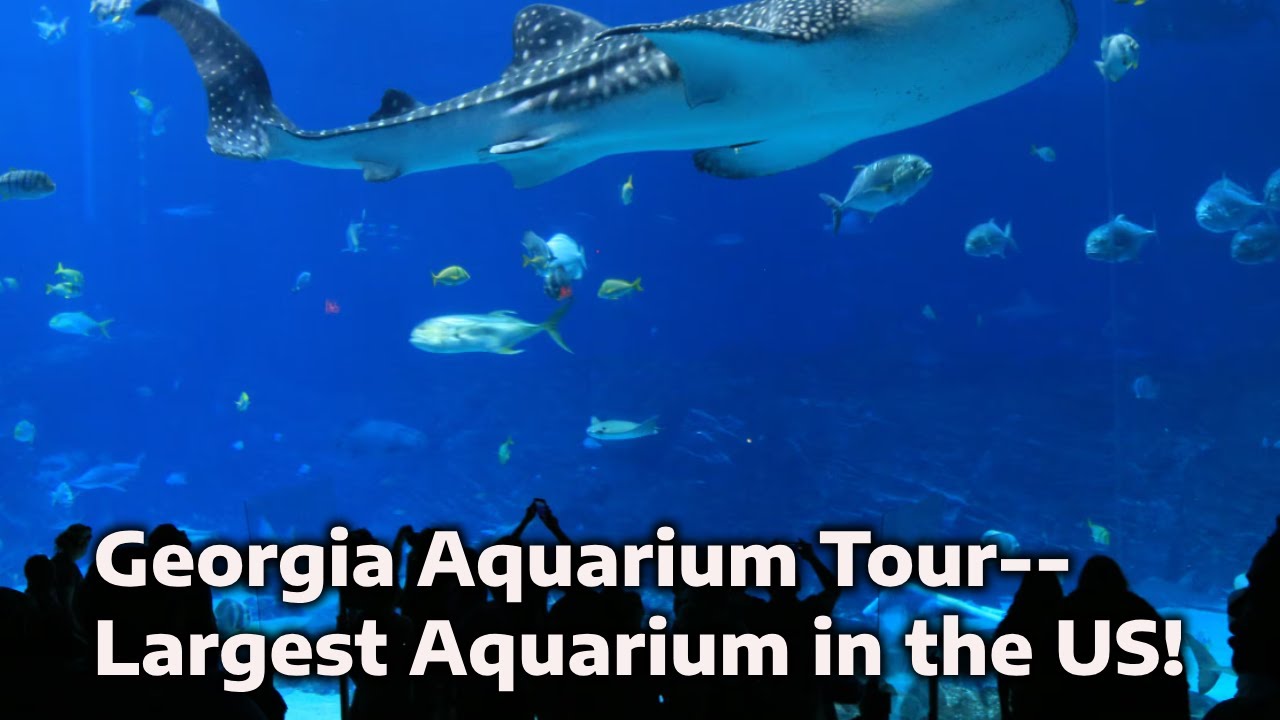 LIVE Largest Aquarium in the US Tour Georgia Aquarium- #atlanta - YouTube