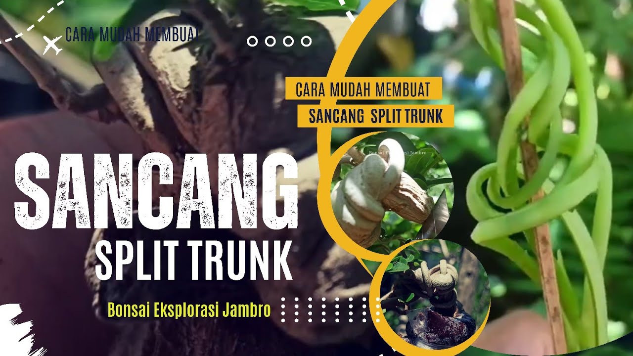 CARA MUDAH MEMBUAT SANCANG SPLIT TRUNK - YouTube