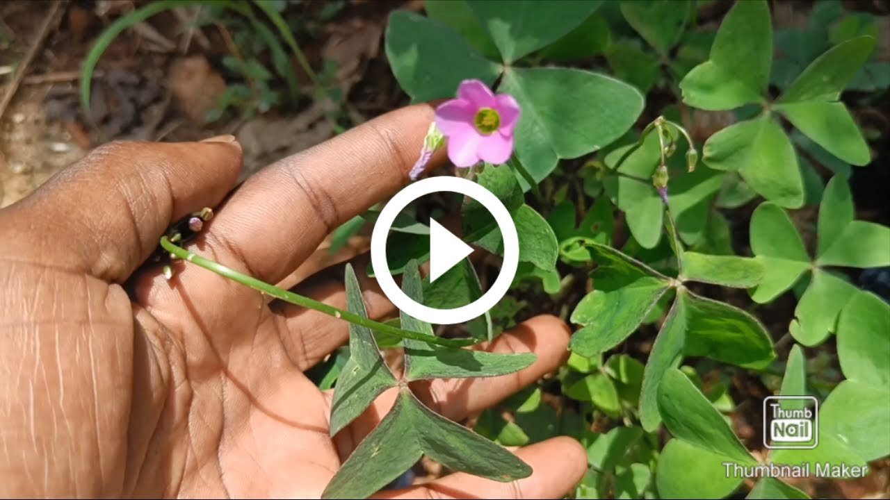 Emmana Emiima Emboro Okufunza Emana Mubwangu Plant Homemade - YouTube