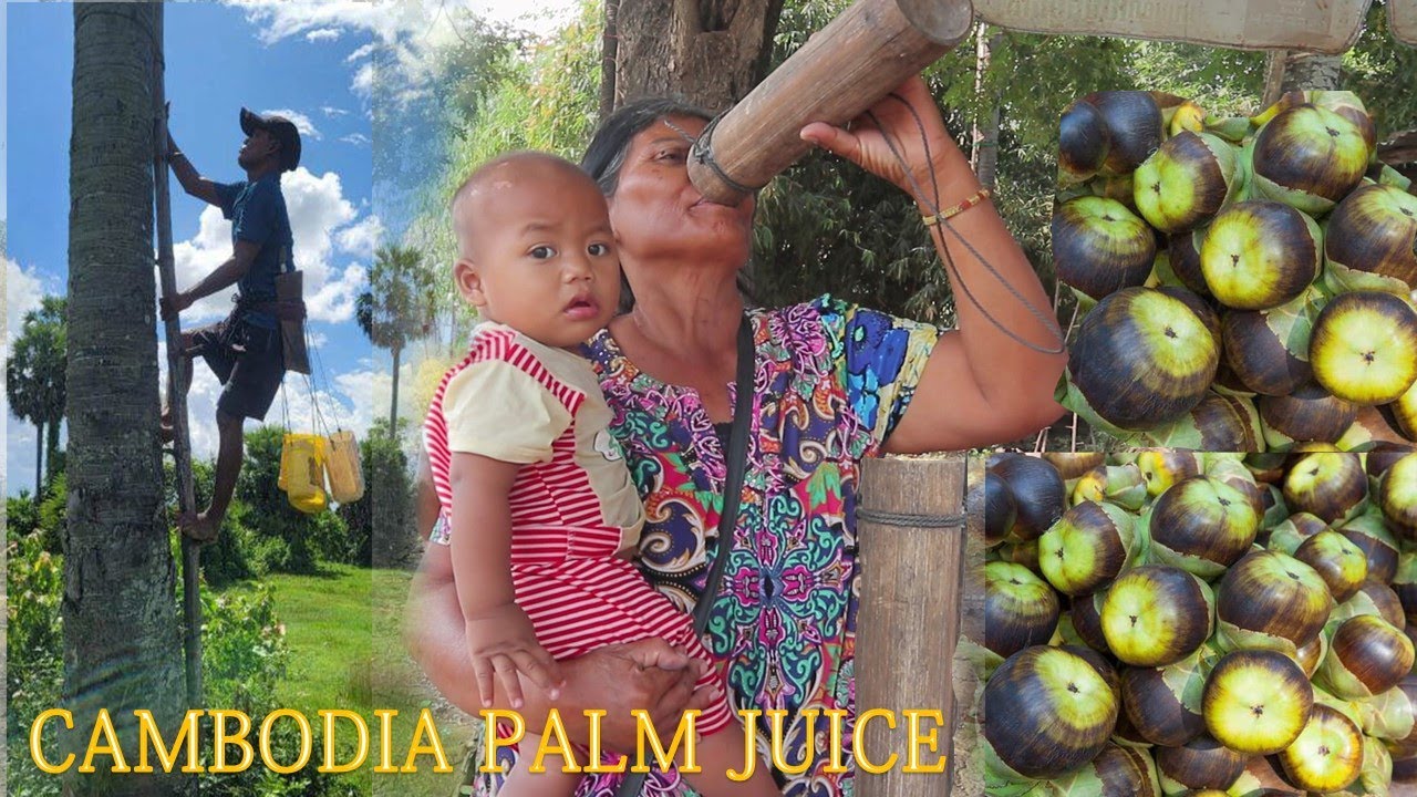 CAMBODIA PALM JUICE/THE TASTY JUICE/THE TRADITIONAL KHMER JUICE FROM ...