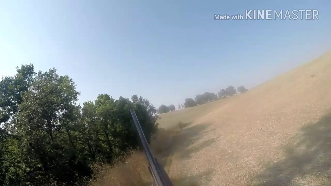 Κυνηγι τρυγονιου 2017 turtle dove hunting - YouTube