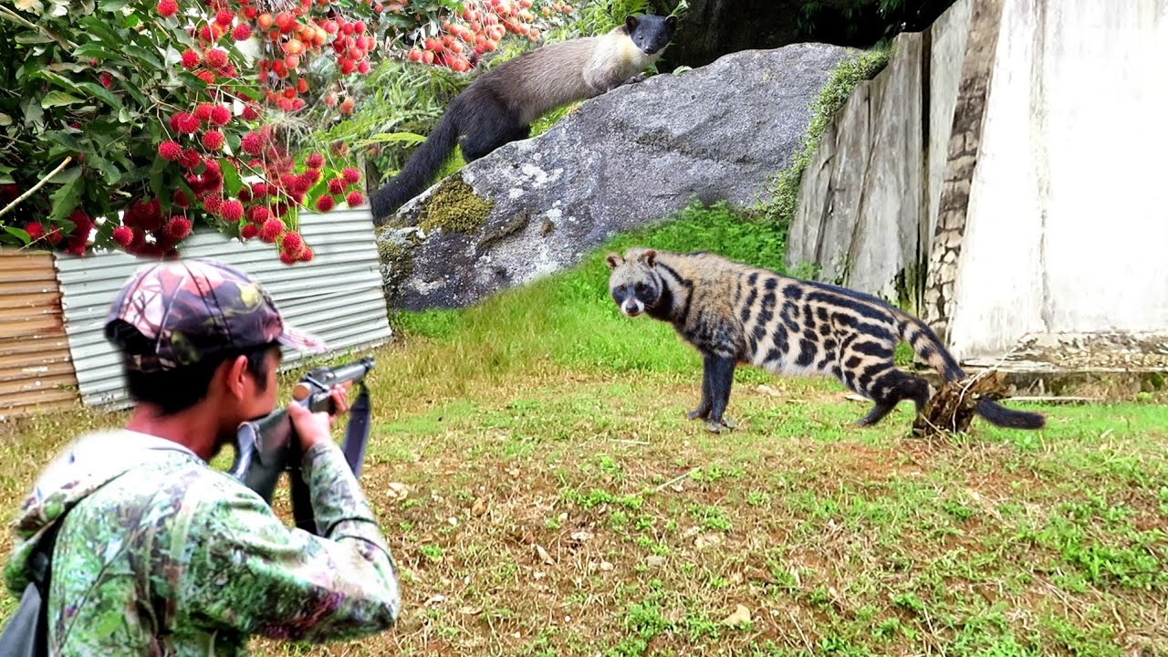 FULL‼️BERBURU 2 EKOR MUSANG BESAR DI MUSIM BUAH YANG BERLIMPAH - YouTube