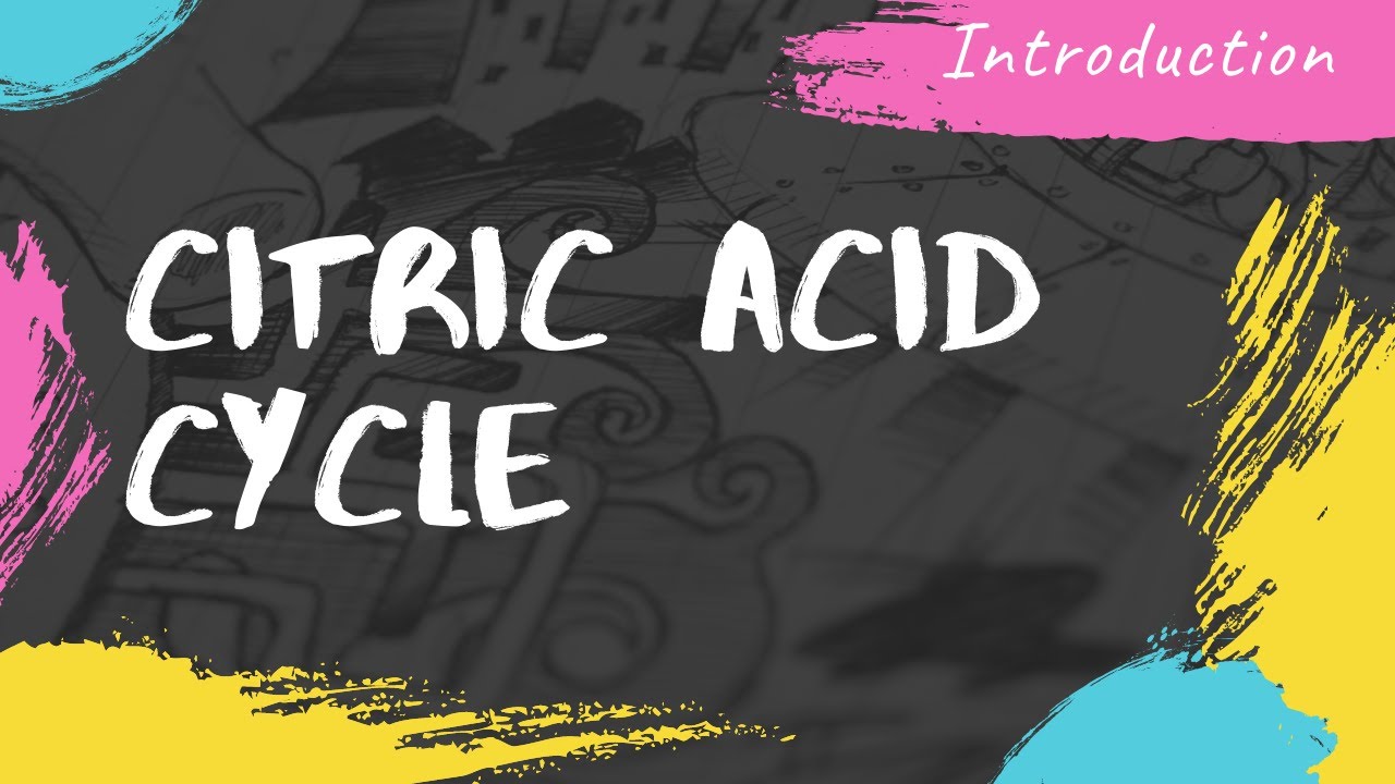 Introduction of 'The Citric Acid Cycle' - YouTube