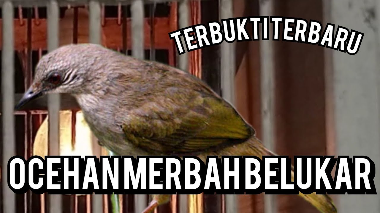 merbah belukar bisu langsung ikut Nyaut Cepat Gacor,merbah belukar ...