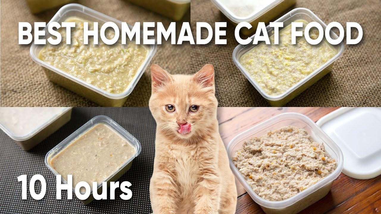 10 Hours ASMR Cat Food Cooking In Enchanted Forest | Woodland Ambience ...