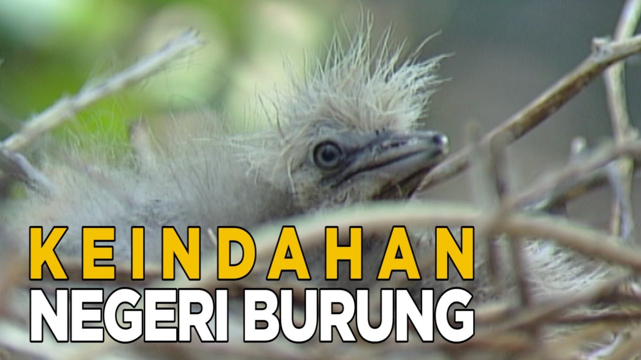 Negeri burung dari kepulauan seribu | JELAJAH - YouTube